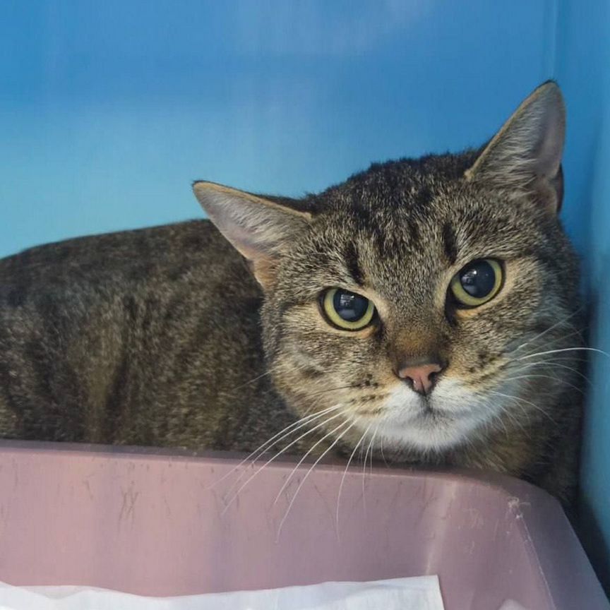 Взрослая кошка в добрые руки