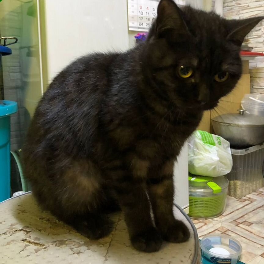 Шотландская прямоухая длинношёрстная кошка, взрослая