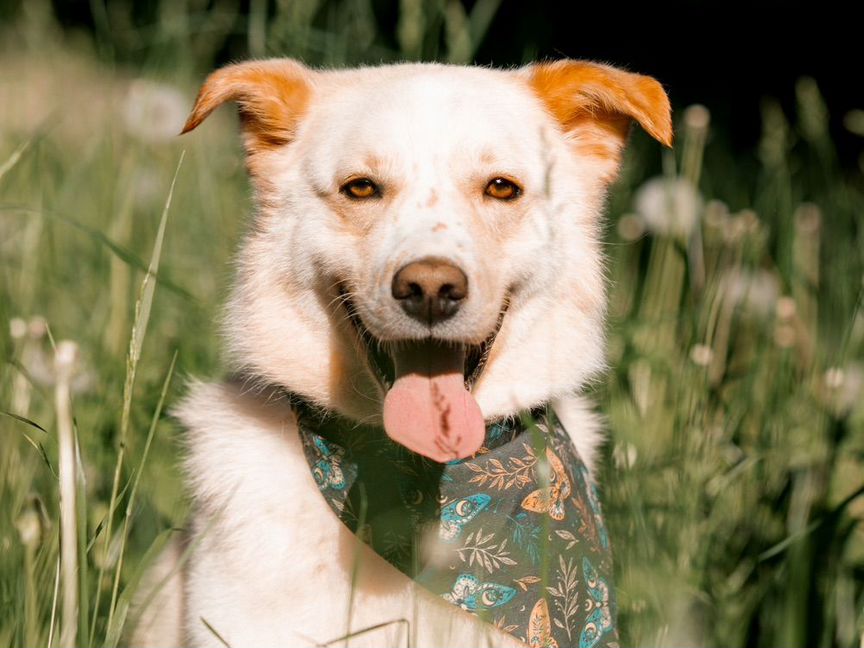 Марти ищет дом