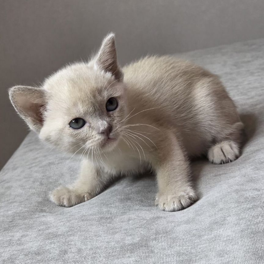 Европейский бурманский котёнок