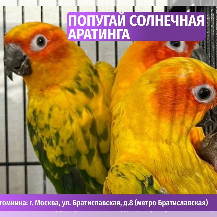 Попугай аратинга