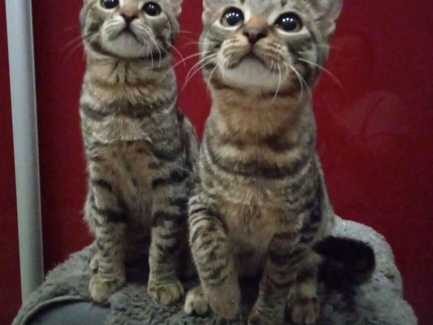 Банда "тигров"