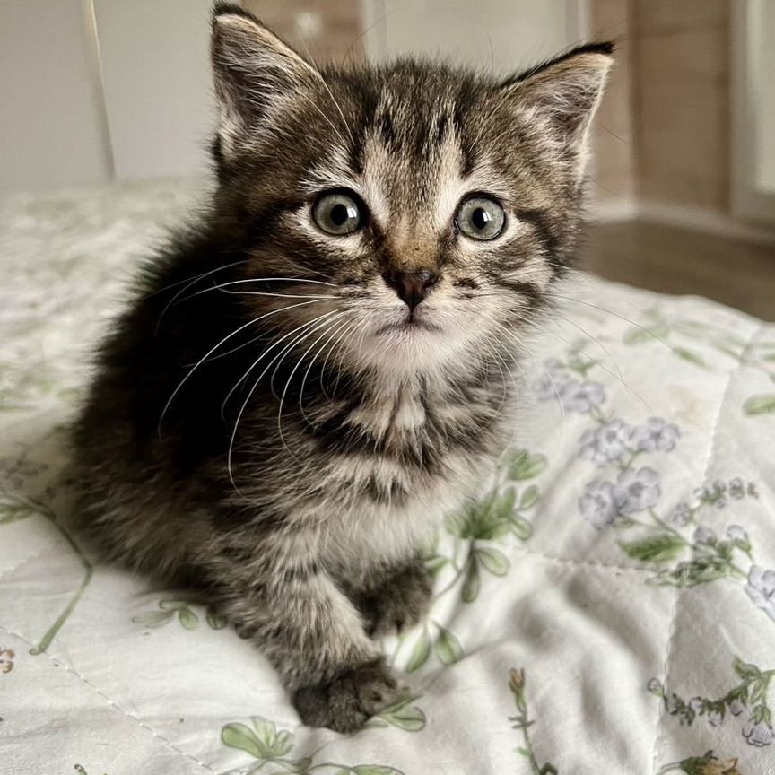 Котенок