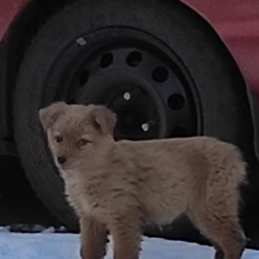 Щенки потеряшка бесплатно