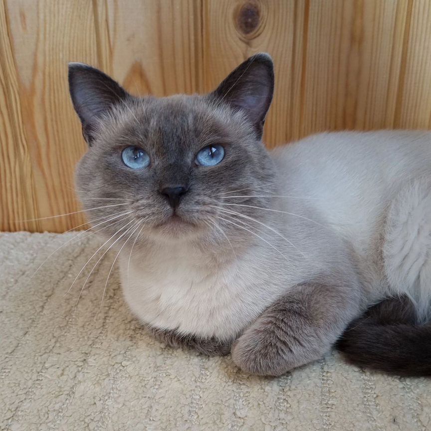 Кот