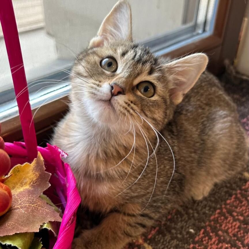 Котёнок от домашней породистой кошки