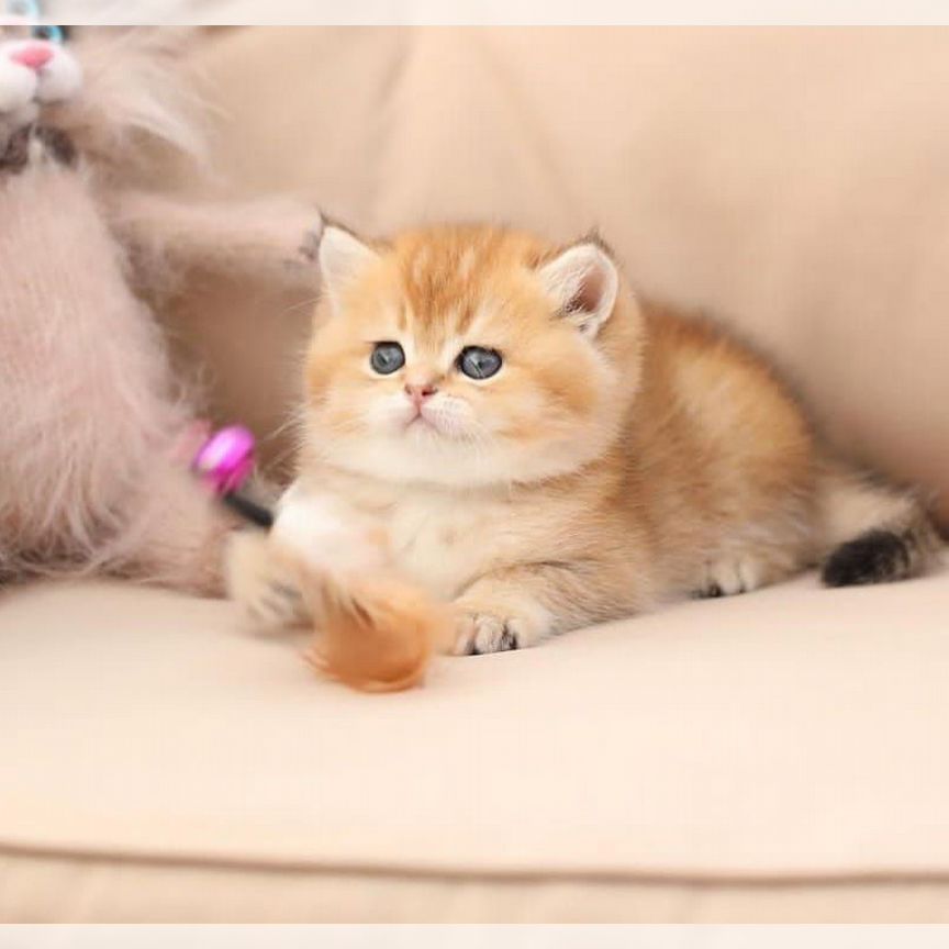 Британские котята золотая шиншилла