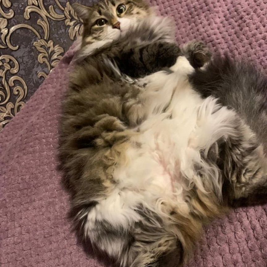 Кошка в добрые руки