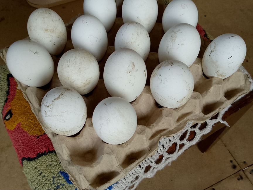 Продам яйцо гусиное