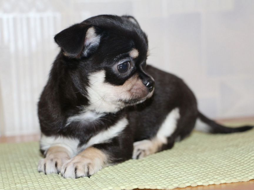 Щенки чихуахуа