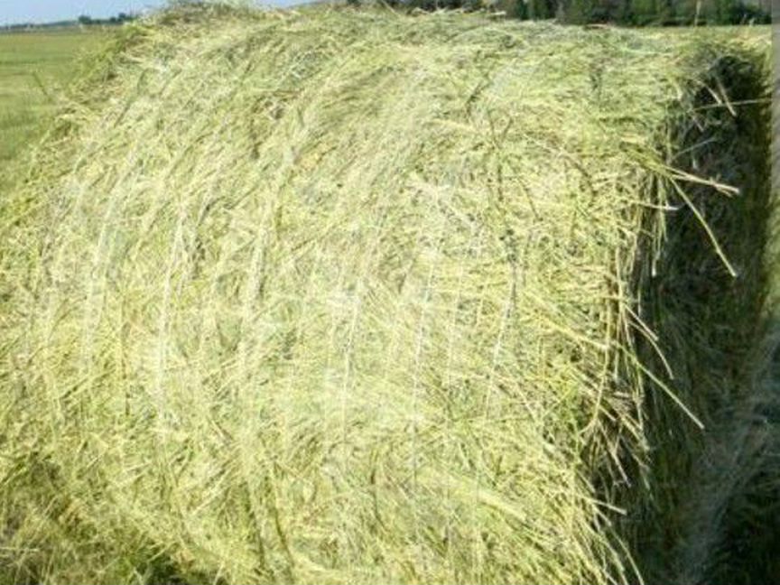 Сено луговое