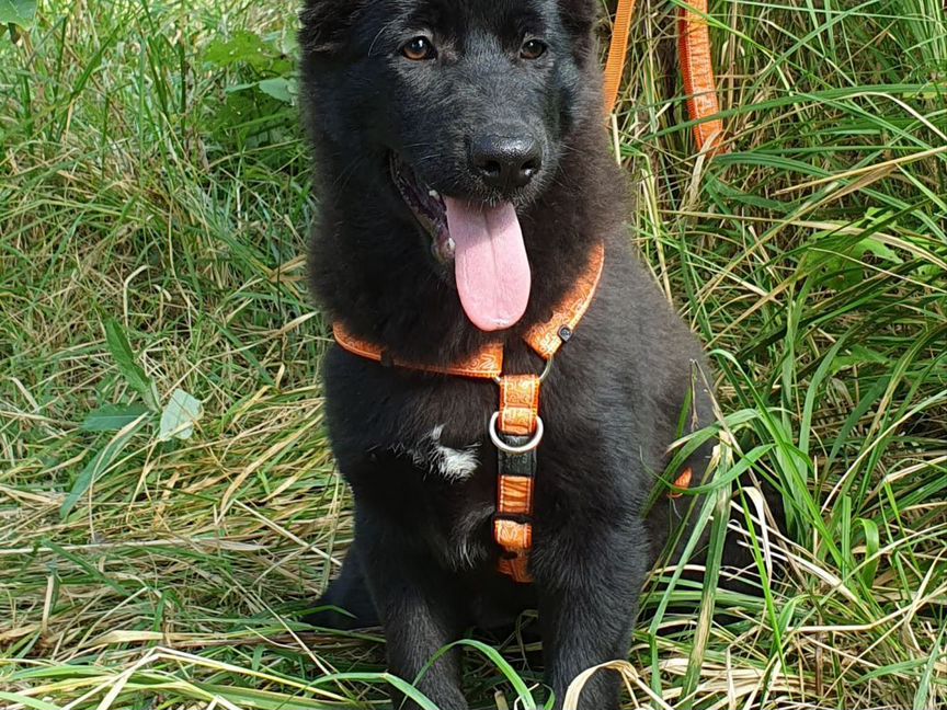 Мальчик и девочка щенки в дар