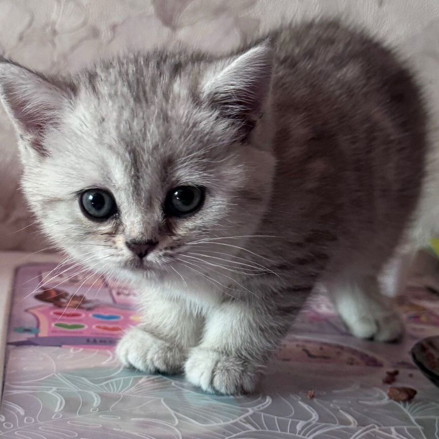 Шотландский вислоухий длинношёрстный котёнок