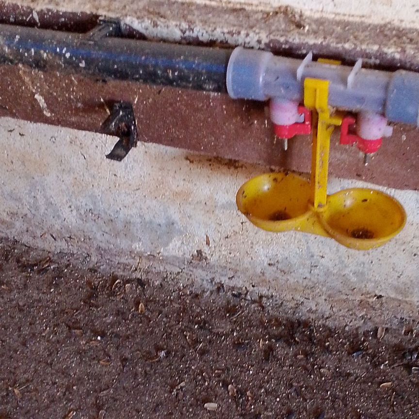 Нипельные поилки для кур