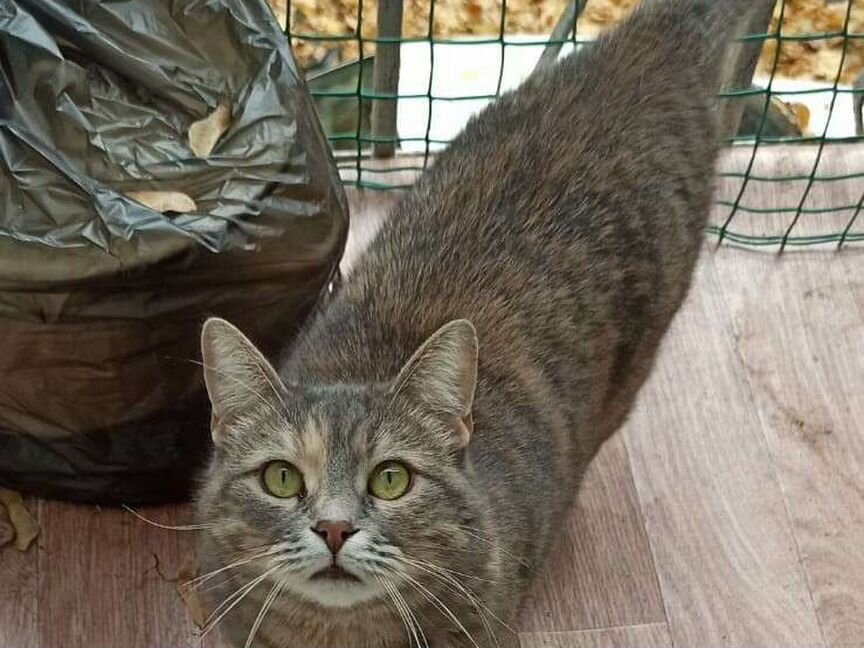 Кошечка Кира в заботливые руки