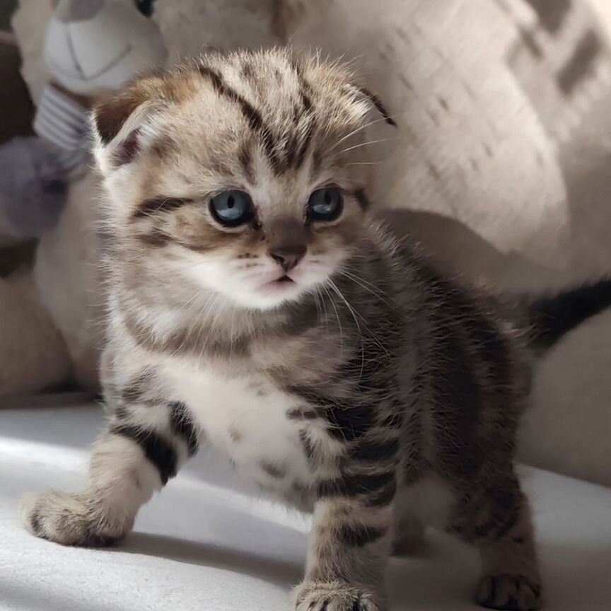 Шотландский вислоухий короткошёрстный котёнок