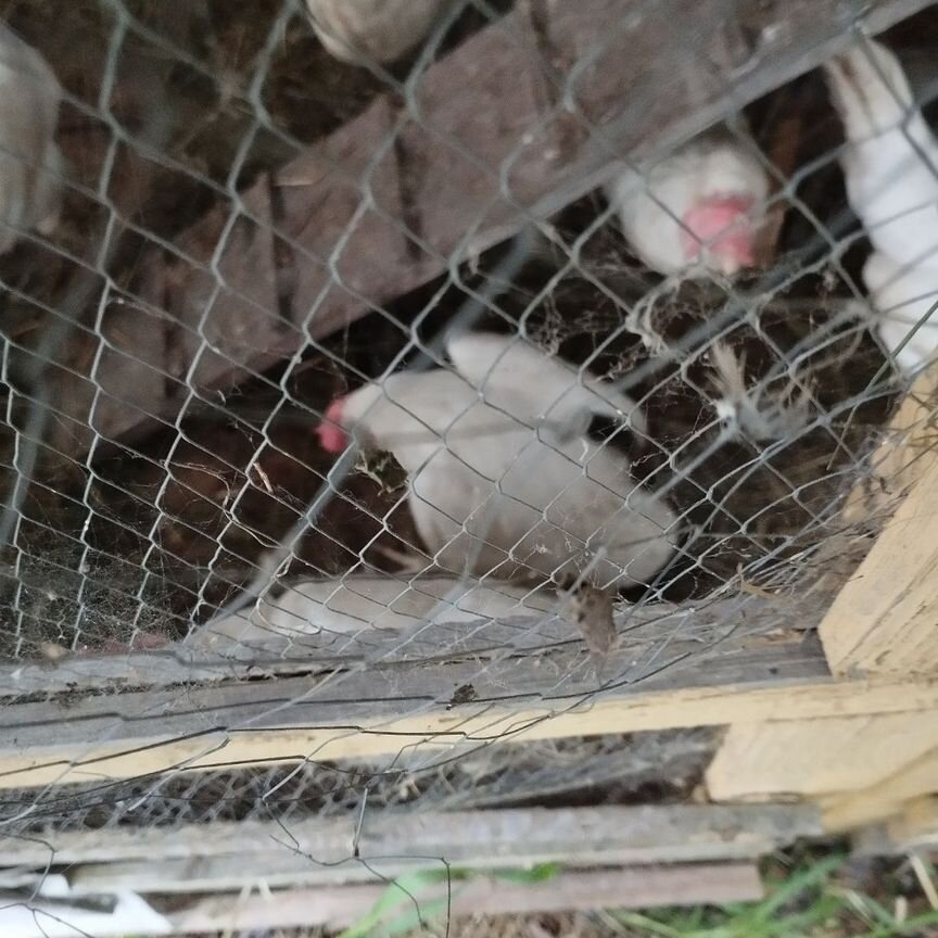 Куры несушки ломан браун 8 шт