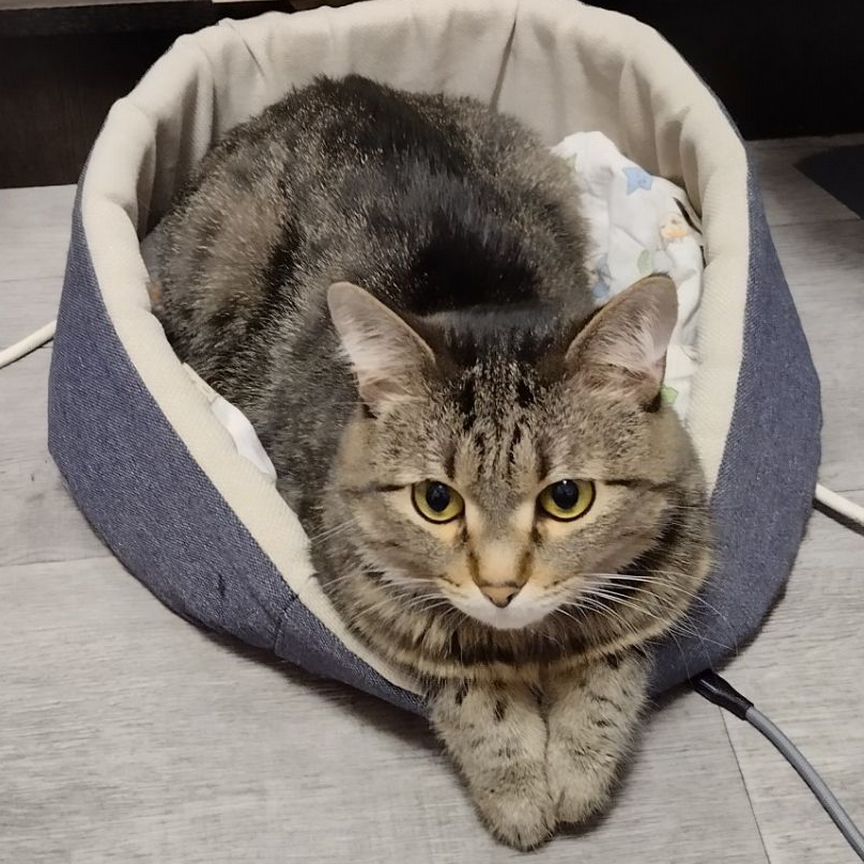 Взрослый кот в добрые руки