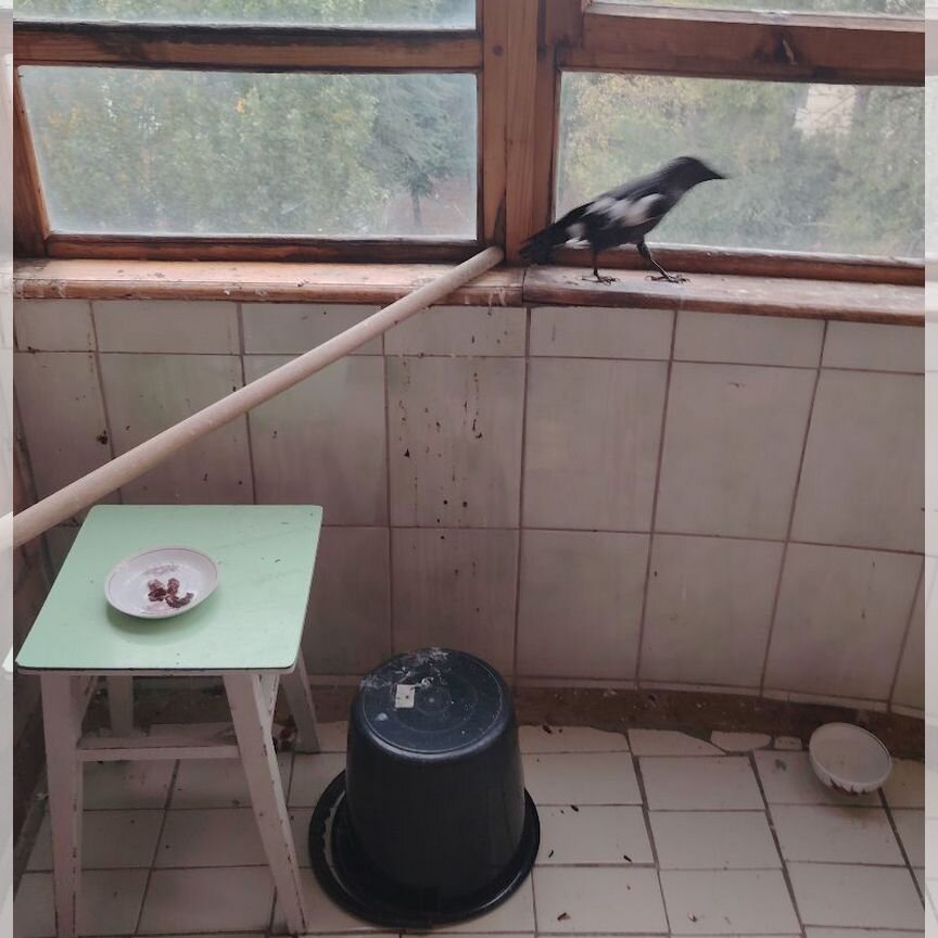 Отдам в добрые руки галку