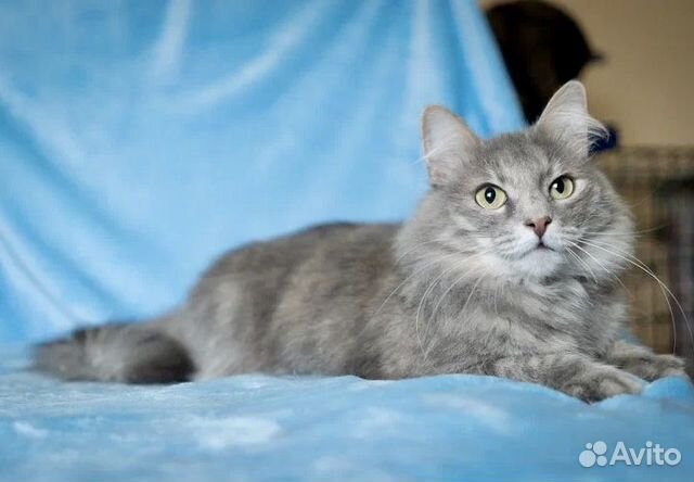 Кошка в добрые руки