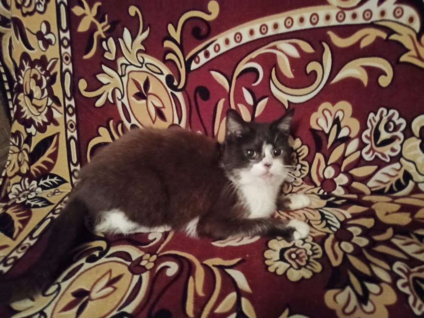 Кошка Кнопка