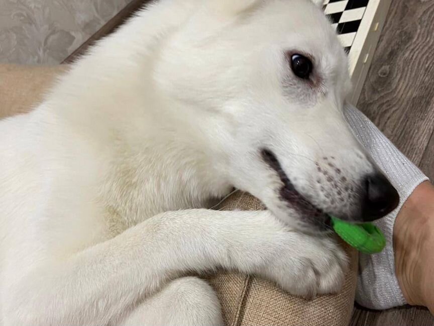 Хаски с помесью