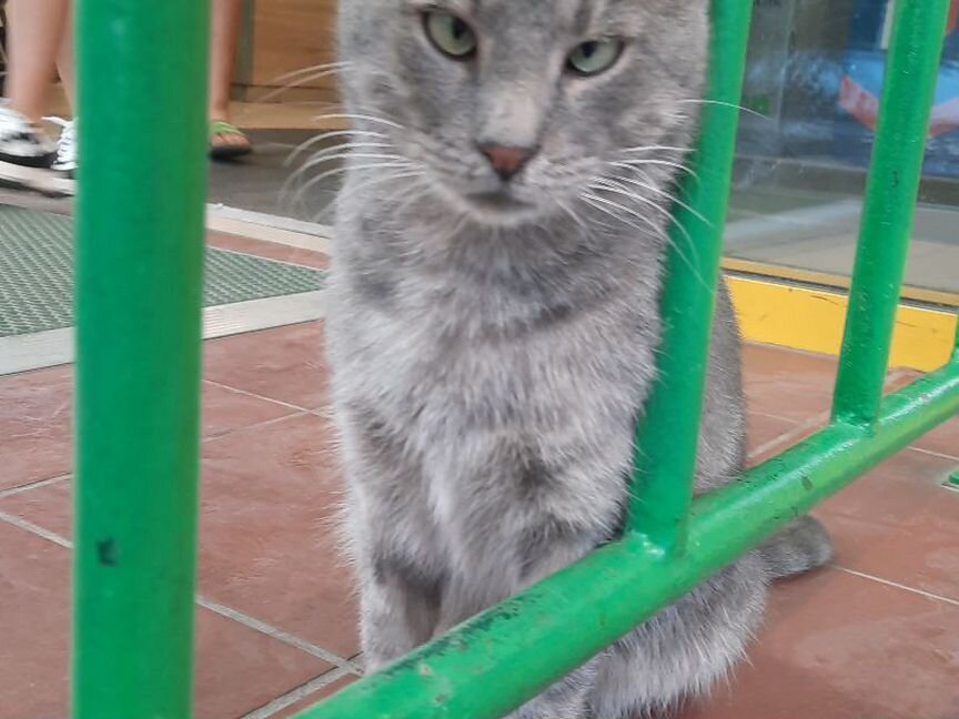 В добрые руки