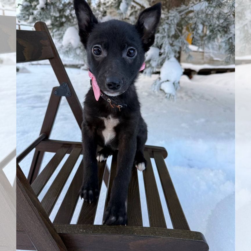 Щенок в добрые руки