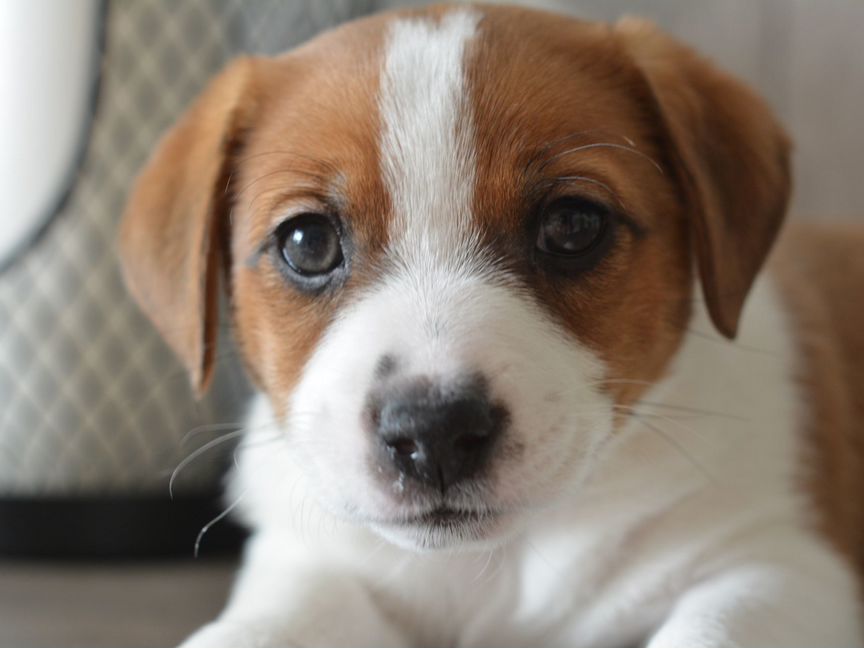 Девочка Джек Рассел с документами