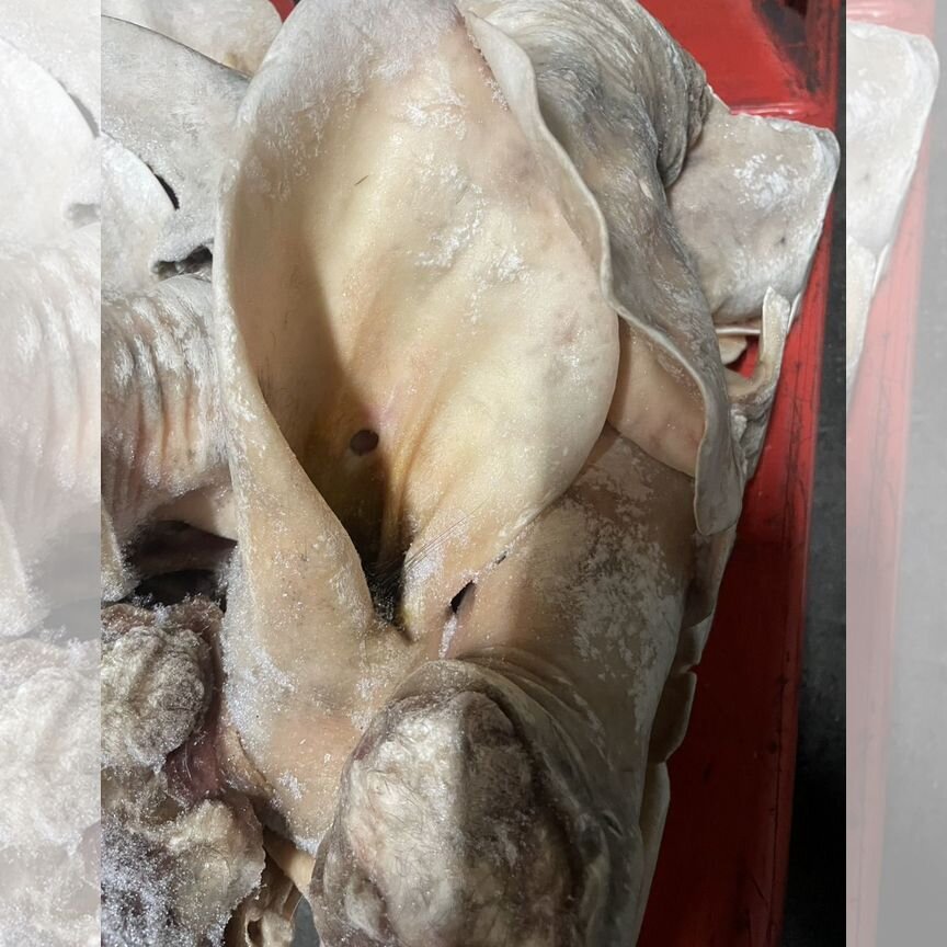 Ухо говяжье(очищнееое)