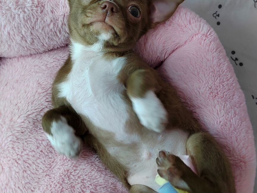 Шоколадная принцесса