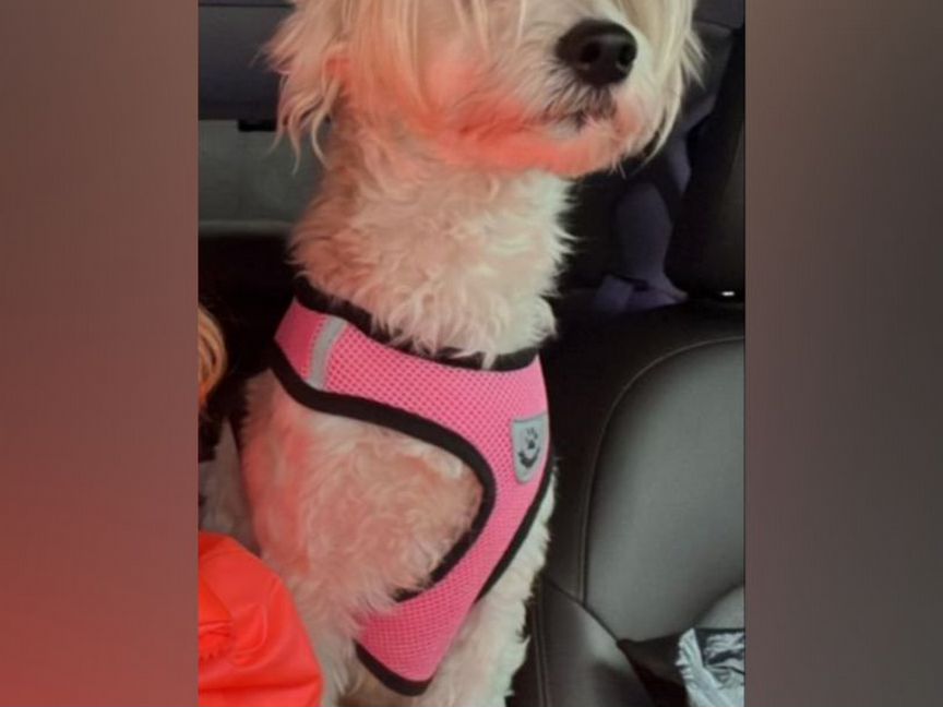 Убежала собока