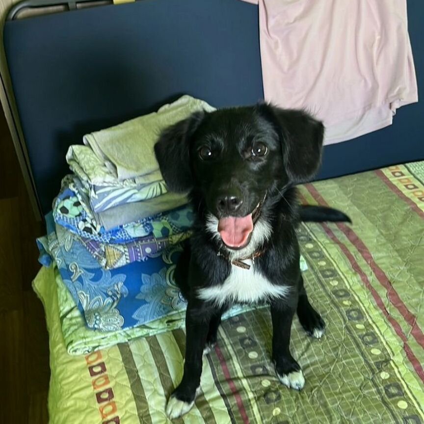 Маленькая собака в добрые руки