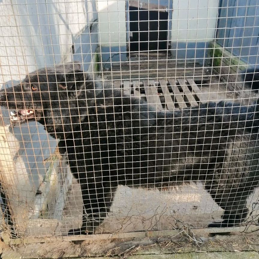 Домашние животные собаки