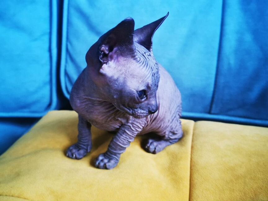 Донской сфинкс