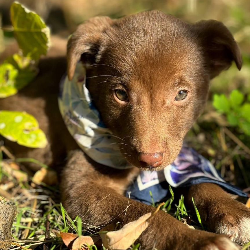 Щенули-красотули в поиске дома