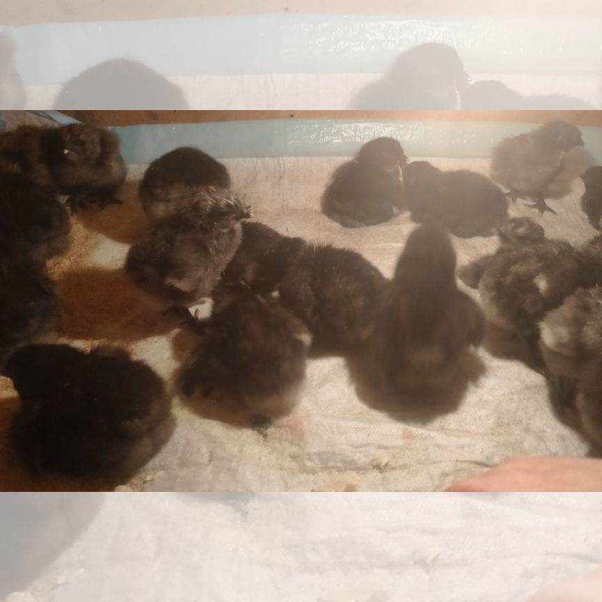 Цыплята домашние