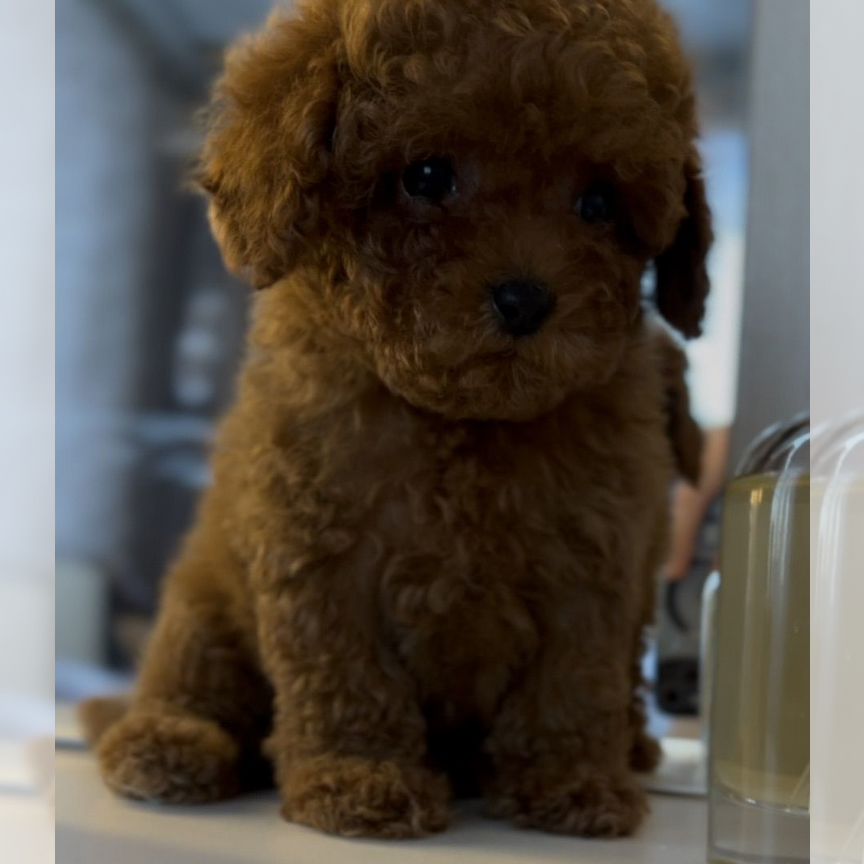 Той-пудель, щенок