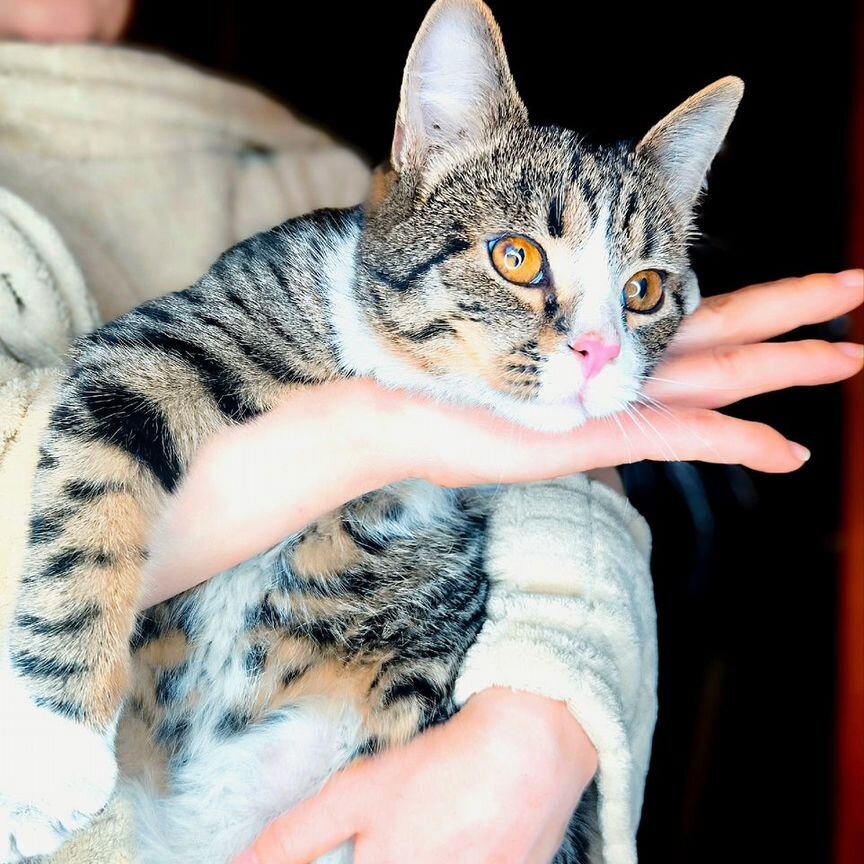 Котёнок Пупс, 6 месяцев