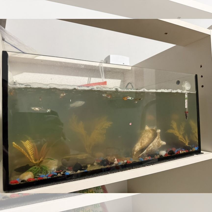 Аквариумные рыбки