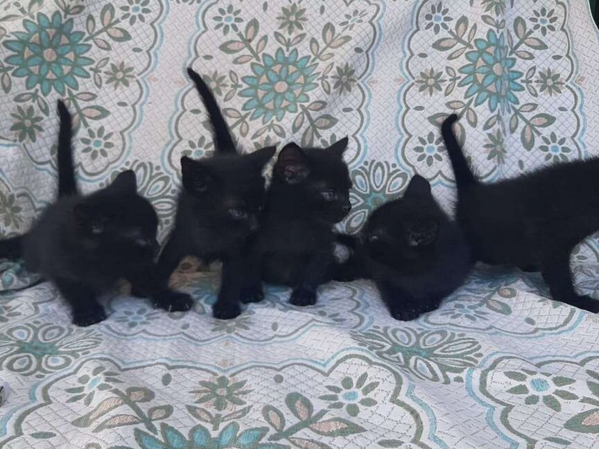 Кошки