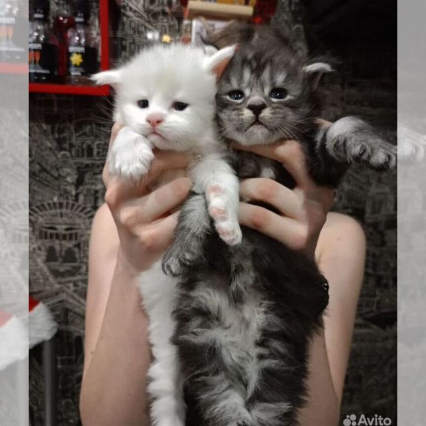 Котята мейн-кун