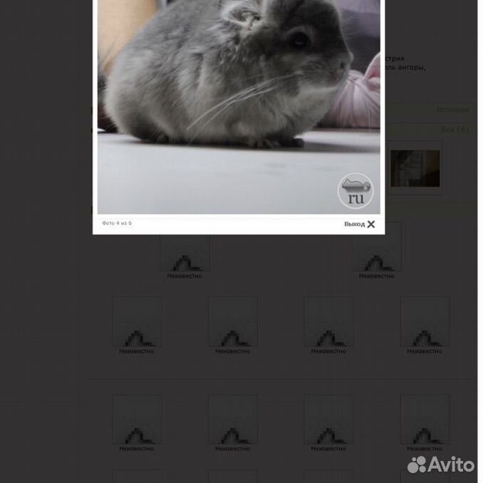 Шиншилла фиолетовая ангора