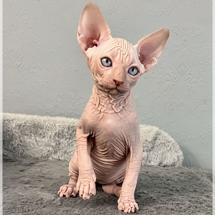 Канадский сфинкс котёнок