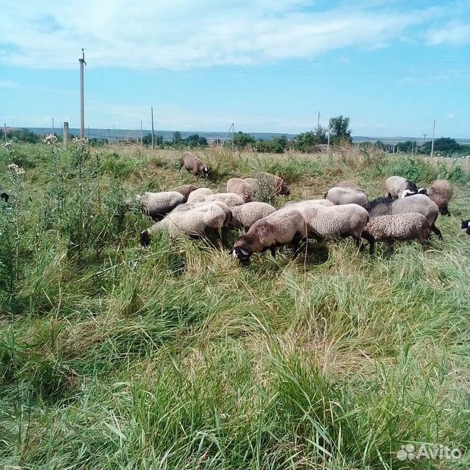 Романовские овцы