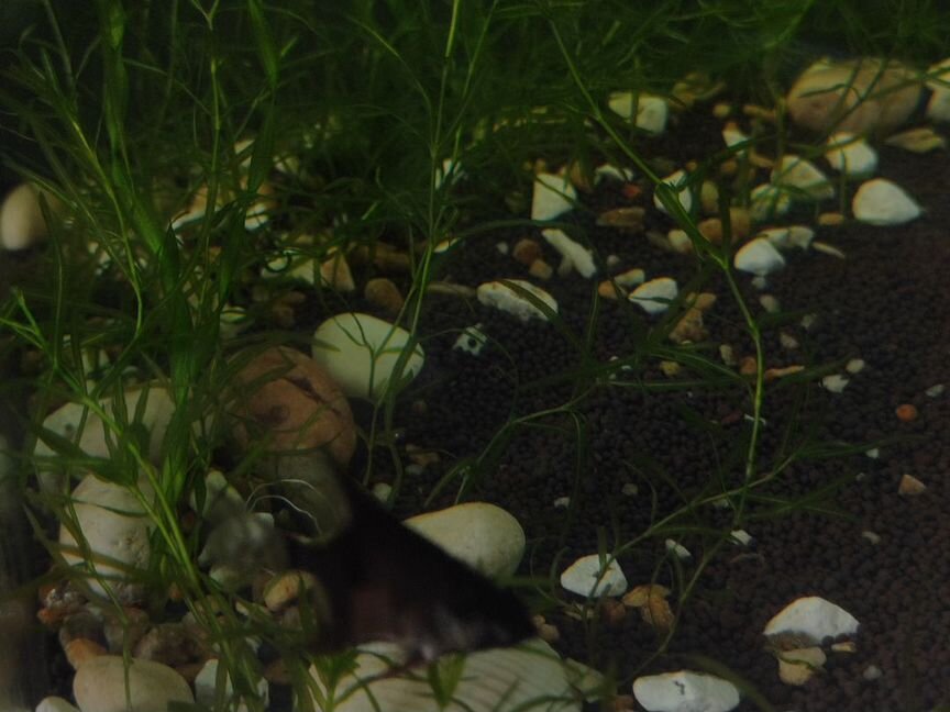 Скалярия черная