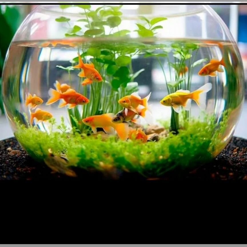 Аквариум круглый