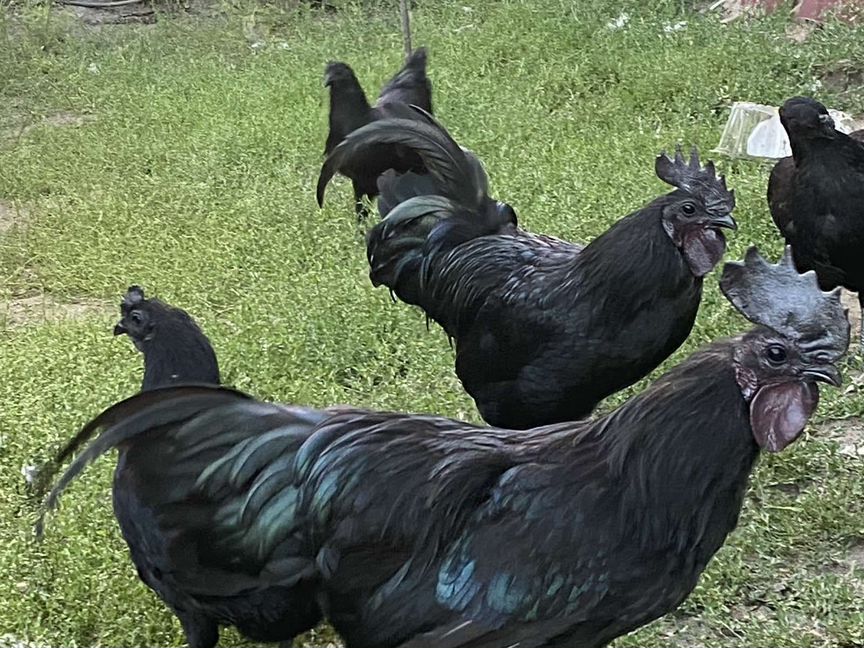 Петухи Аям цемани Барневельдер