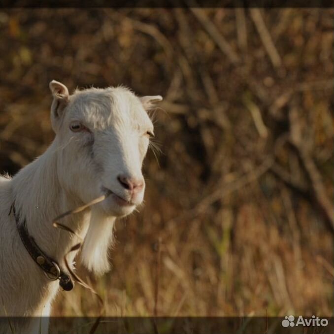 Продаю козлов ламанчи