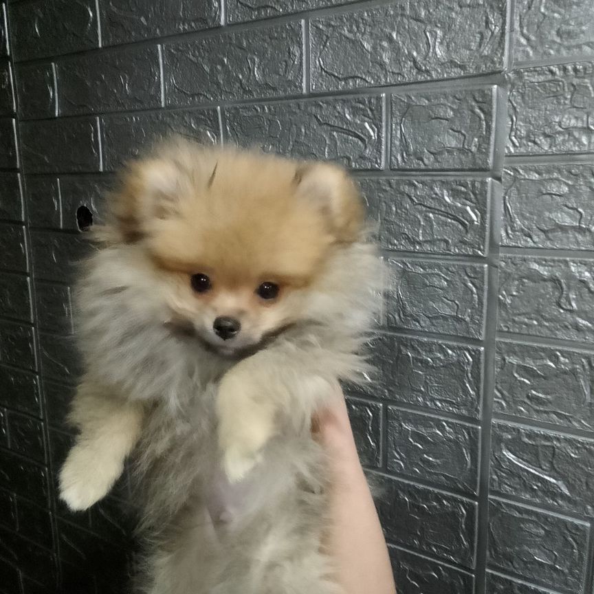 Шпиц померашка